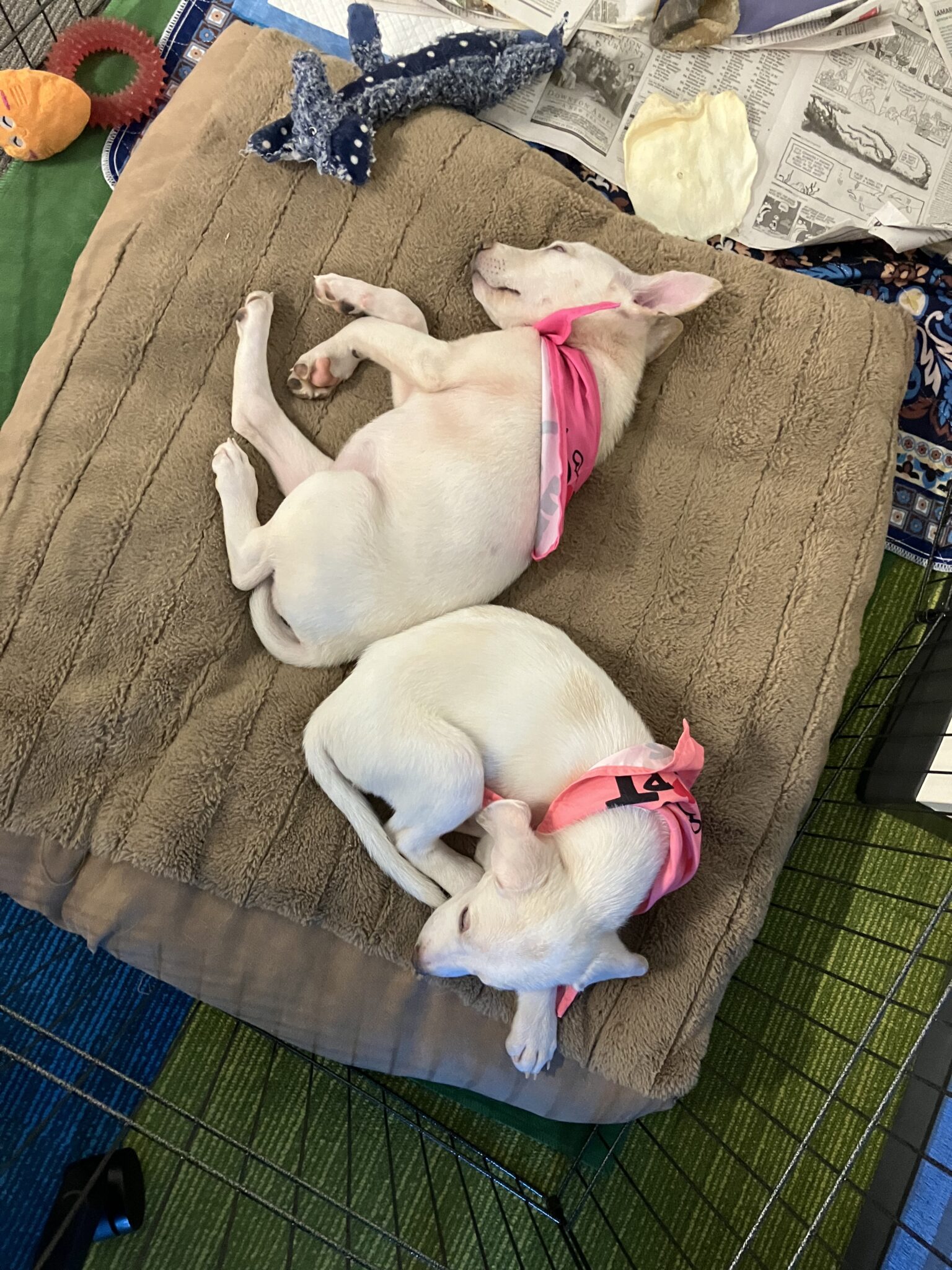 Foster a Dog and Save a LIFE! Literally. One Life at a Time. – "Sato ...